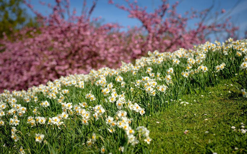 Parc Floral de Paris - Ville de Paris