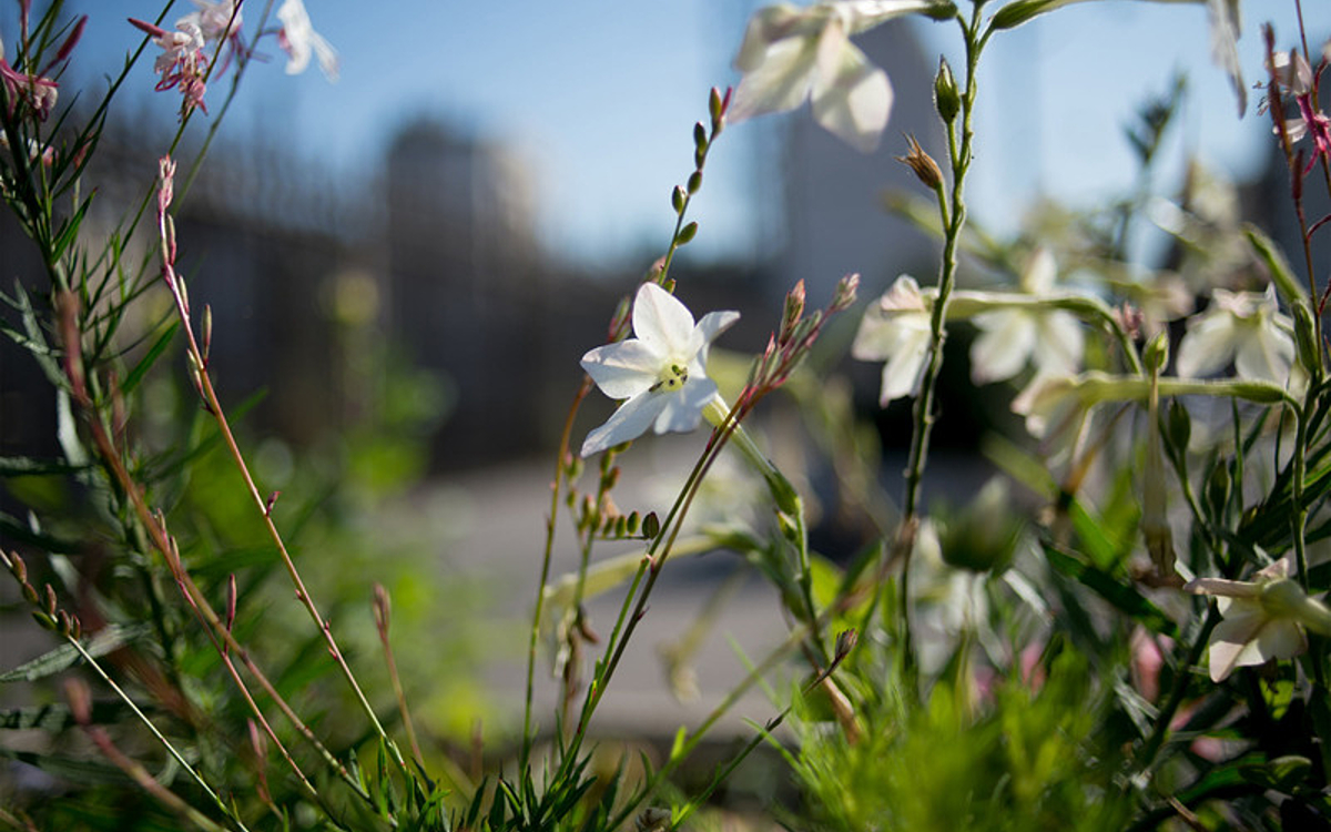 Agriculture urbaine : « Paris Sème » soutient 13 - Ville de Paris