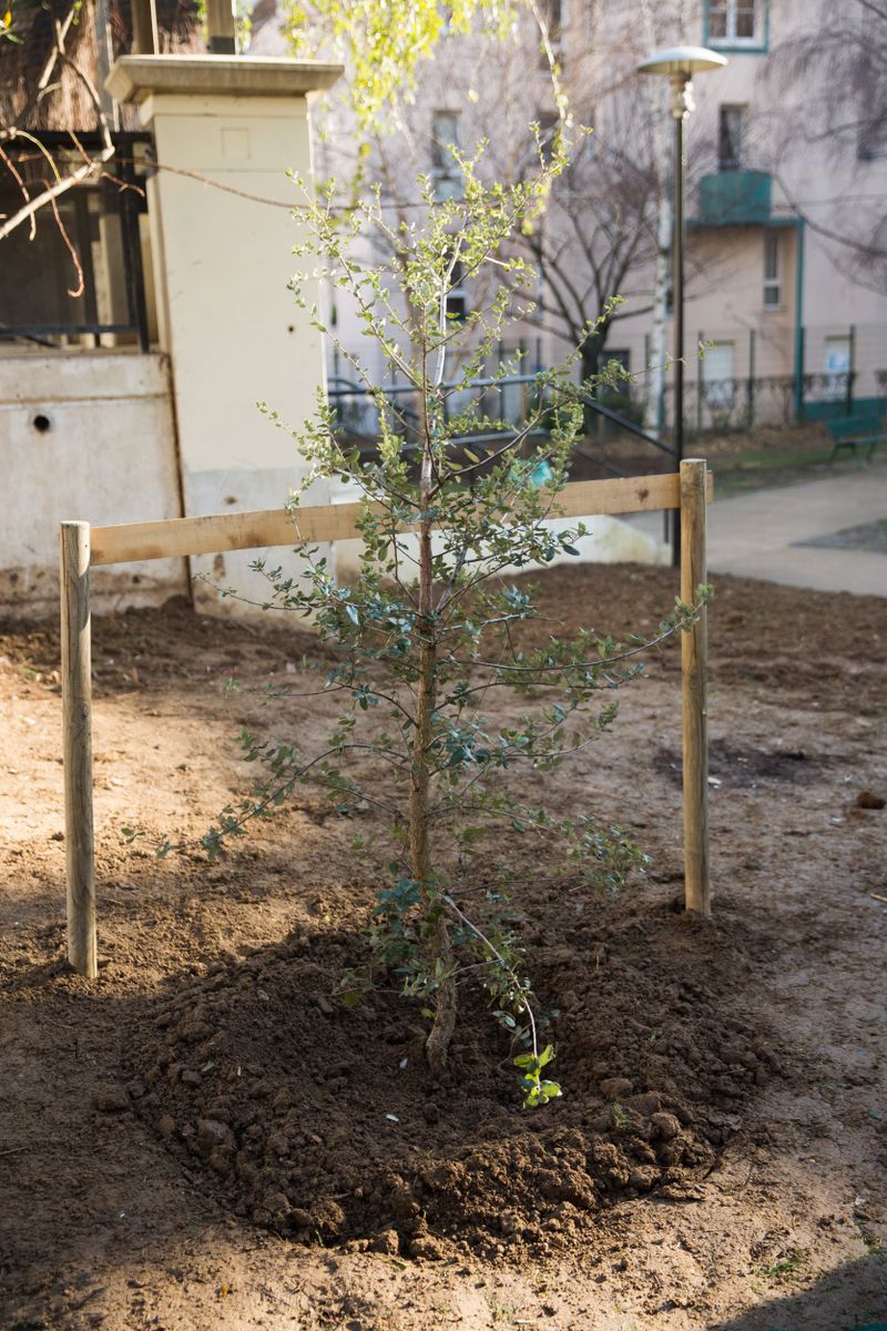 Un arbre en hommage à Ilan Halimi planté dans le 12e - Mairie du 12ᵉ