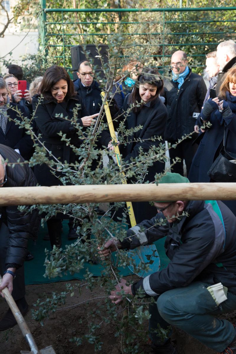 Un arbre en hommage à Ilan Halimi planté dans le 12e - Mairie du 12ᵉ