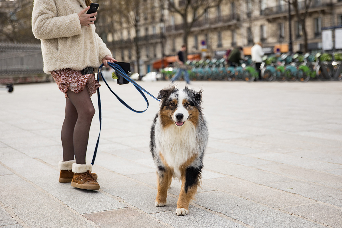 « L'animal sauvage ou domestique a toute sa place en - Ville de Paris