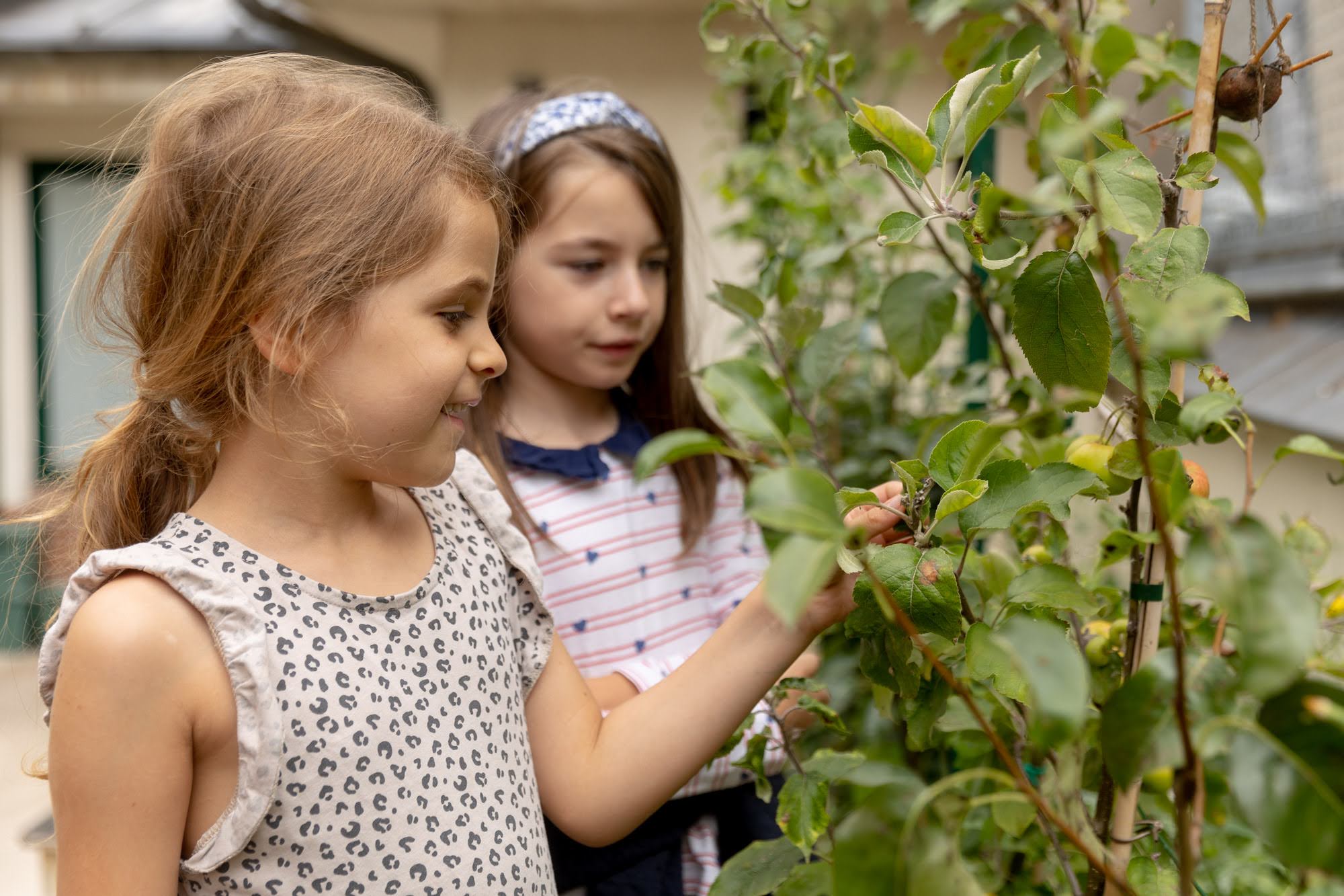 Les cours oasis - Ville de Paris