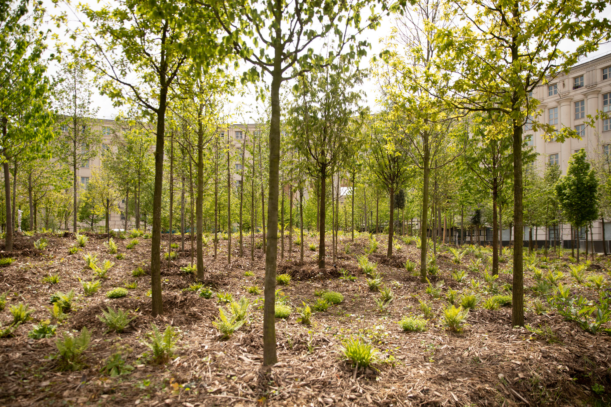 Une forêt urbaine se dessine place de Catalogne - Ville de Paris