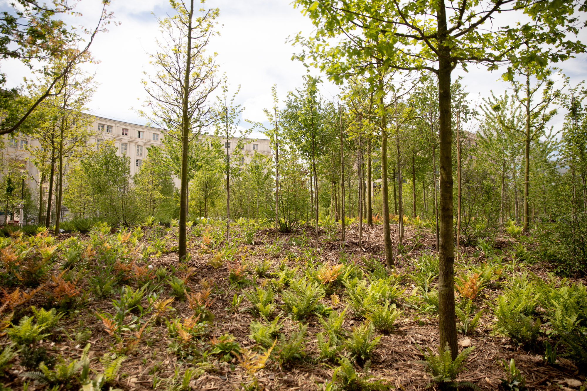 Une forêt urbaine se dessine place de Catalogne - Ville de Paris