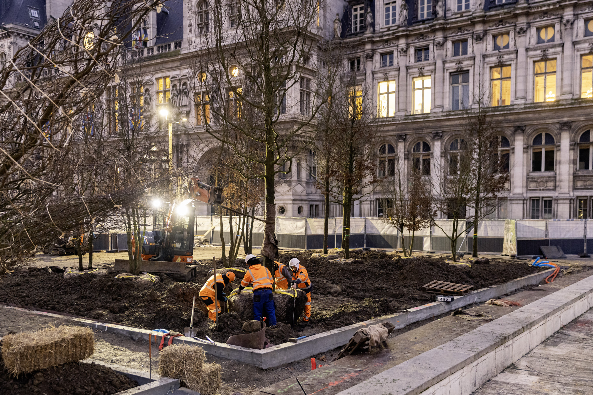 La forêt urbaine de l'Hôtel de Ville prend vie ! Ce - Ville de Paris