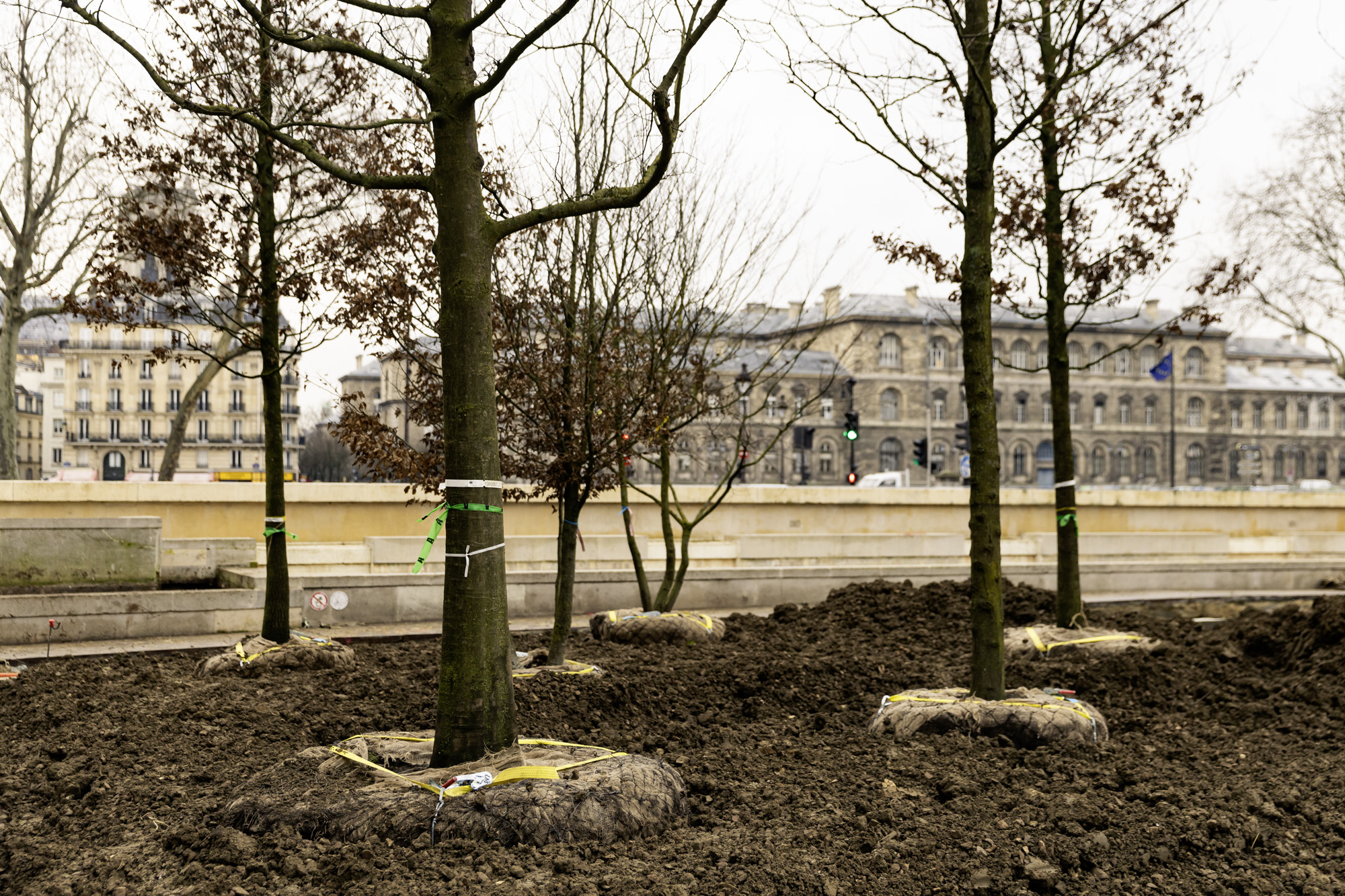 La forêt urbaine de l'Hôtel de Ville prend vie ! Ce - Ville de Paris