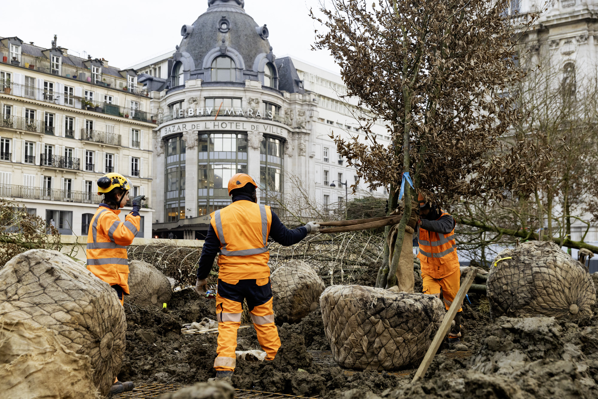 La forêt urbaine de l'Hôtel de Ville prend vie ! Ce - Ville de Paris