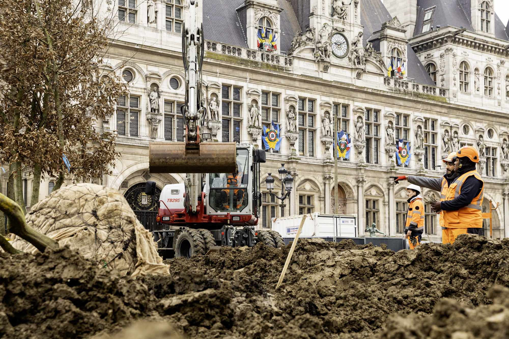 La forêt urbaine de l'Hôtel de Ville prend vie ! Ce - Ville de Paris