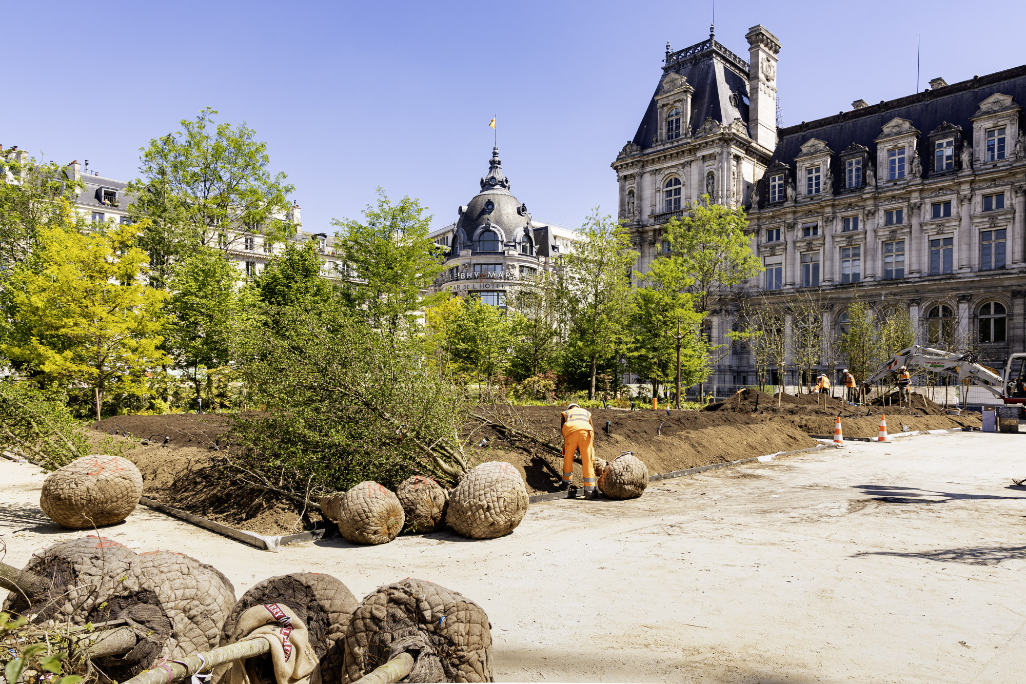 La forêt urbaine de l'Hôtel de Ville prend vie ! Ce - Ville de Paris