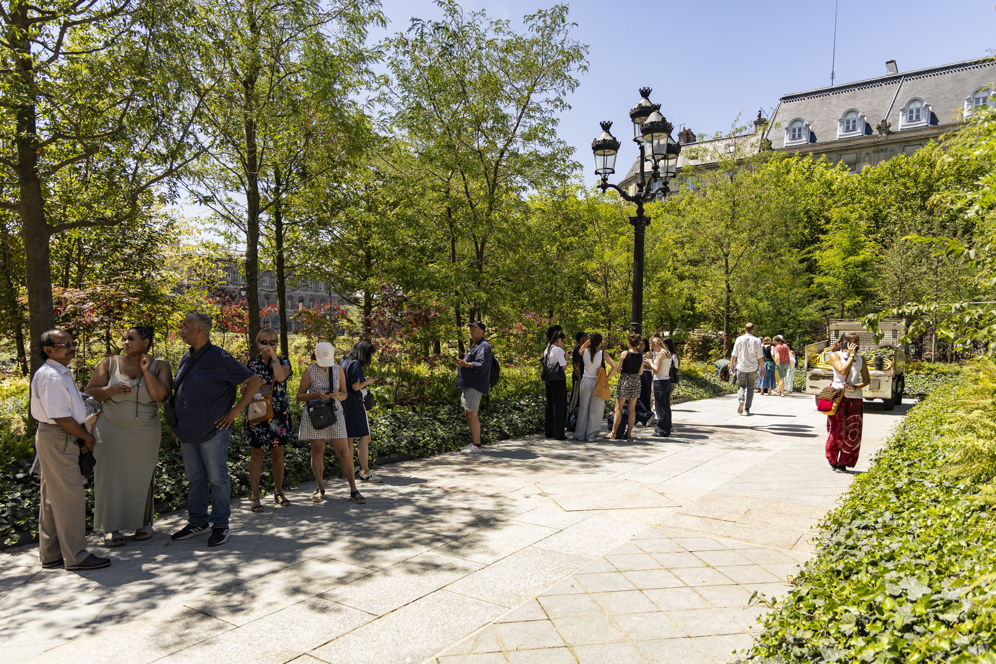 Découvrez la forêt urbaine de l'Hôtel de Ville ! - Ville de Paris
