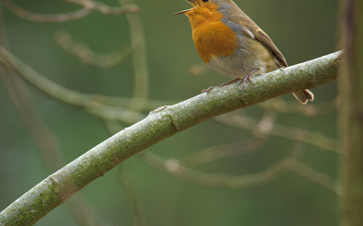 Initiation à la reconnaissance des chants d’oiseaux - - Ville de Paris